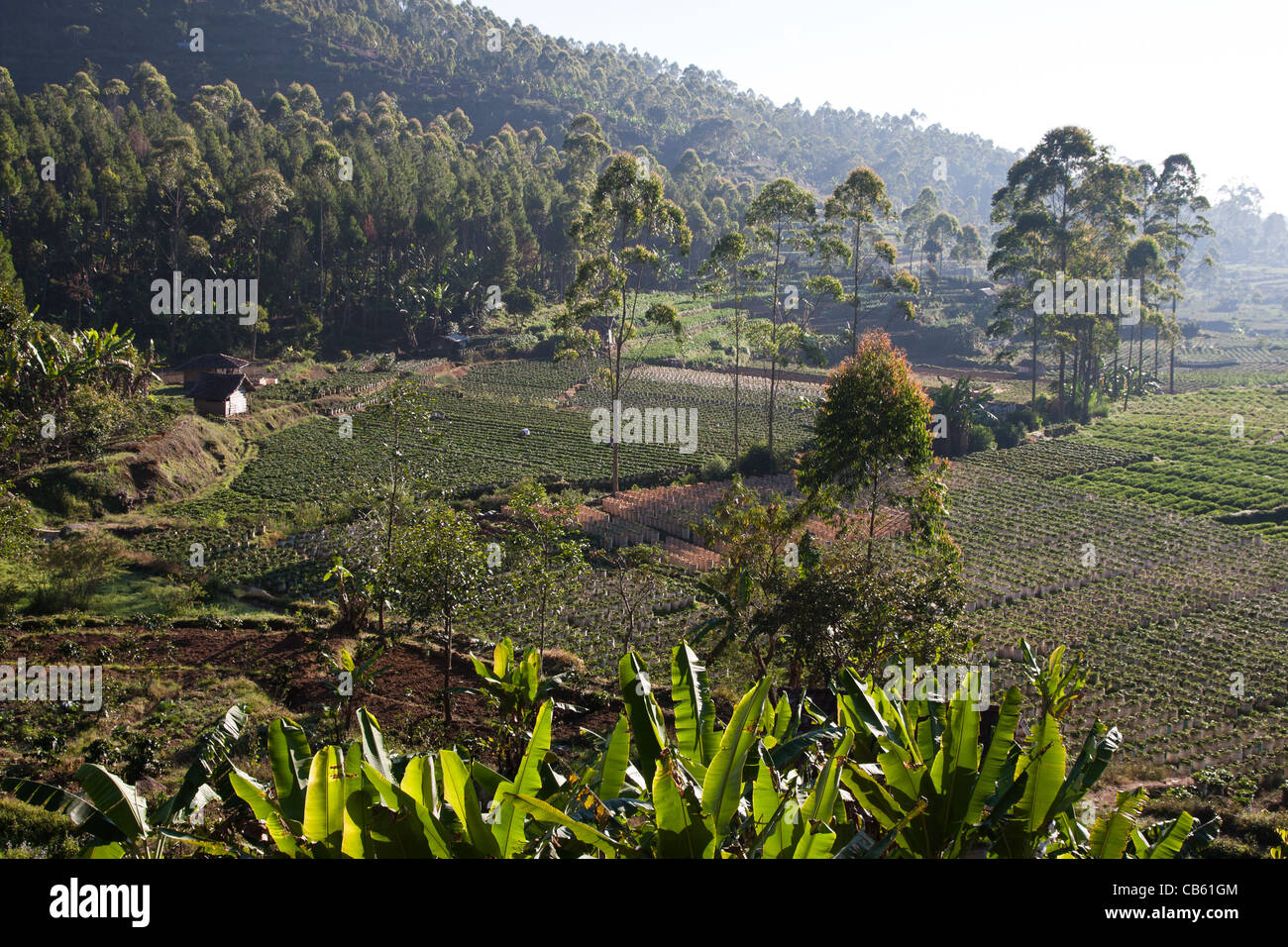 Landscape of a strawberry farming area on the island of Java in ...