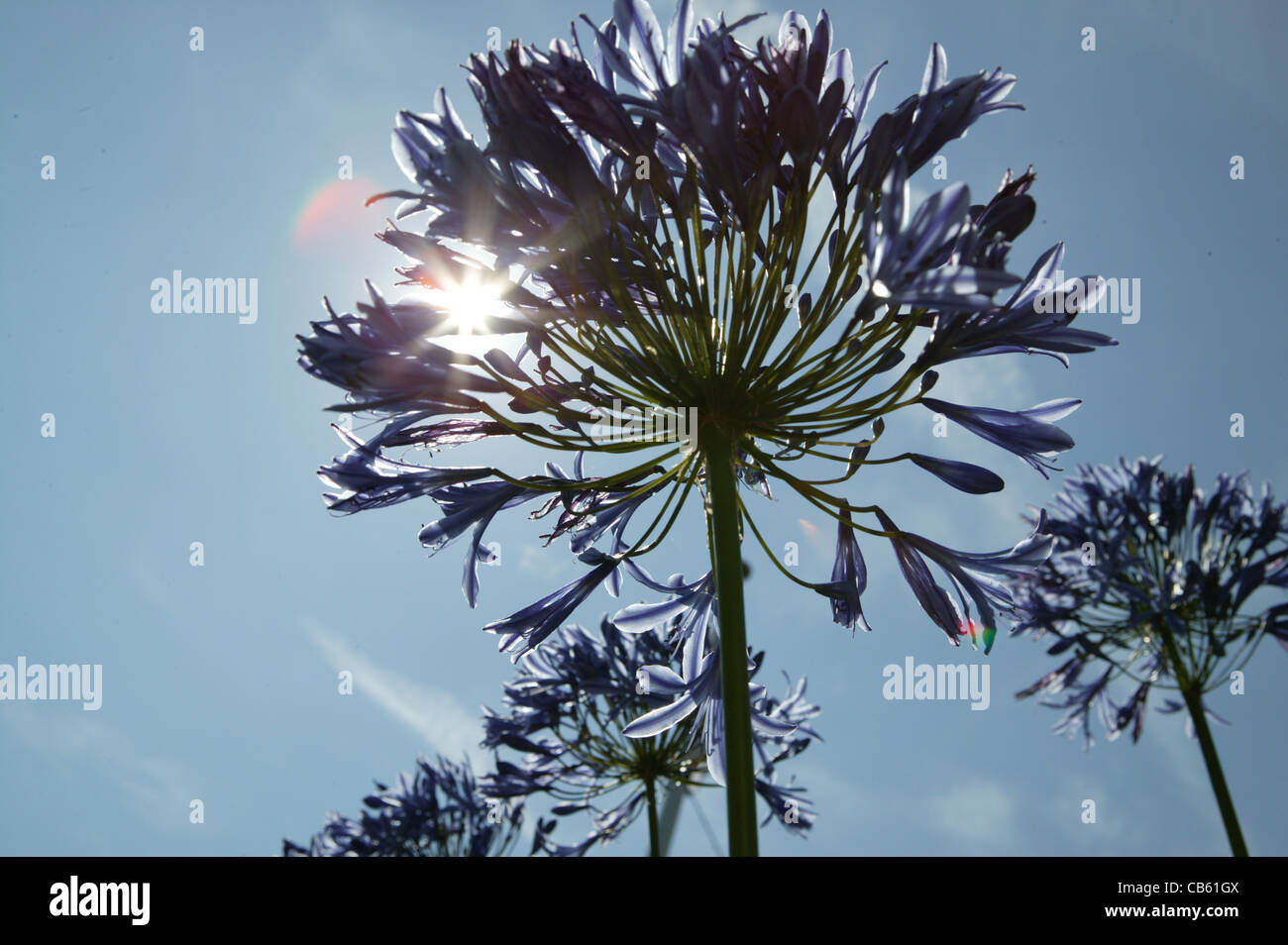Looking up through wild flowers into a blue summer sky with the sun and ...