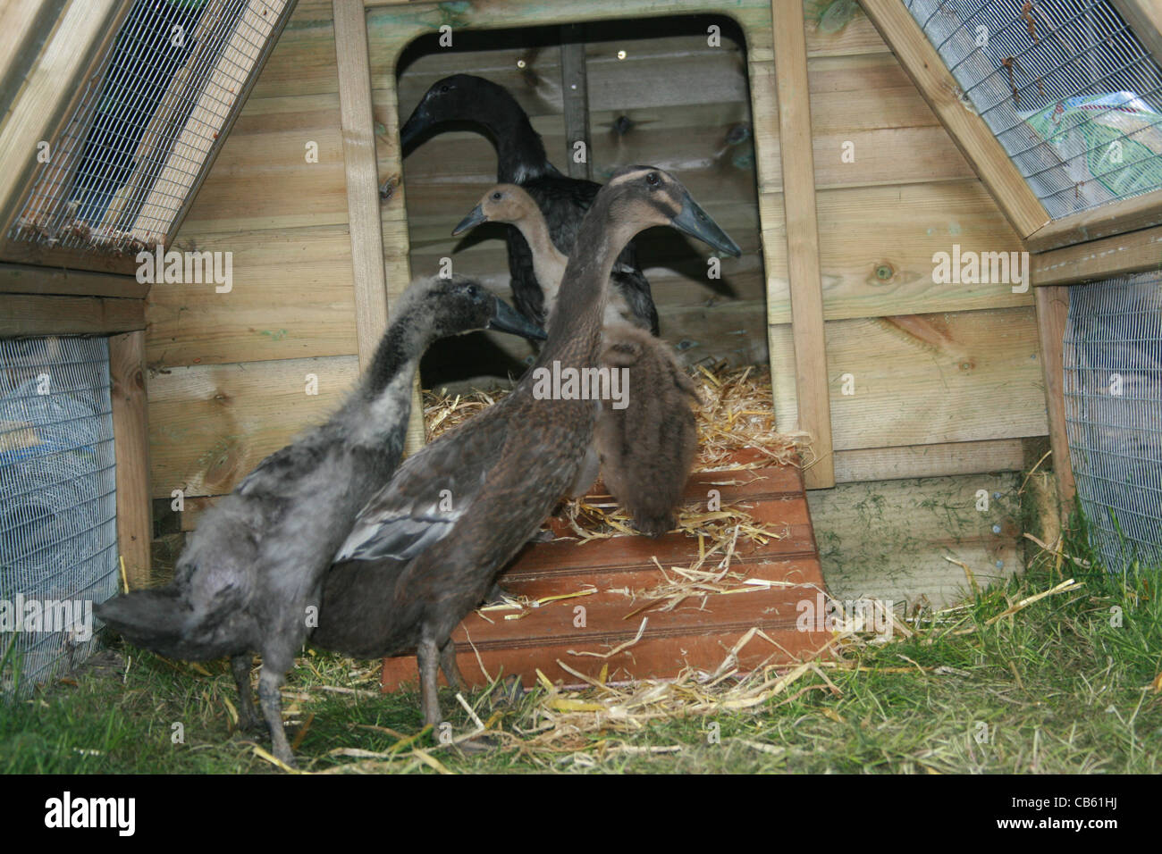 Indian run ducks hi-res stock photography and images - Alamy