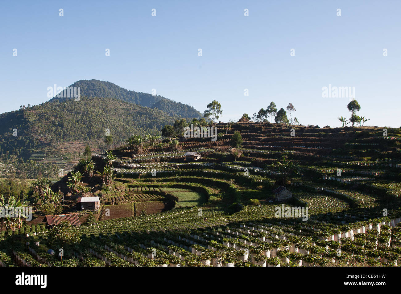 Landscape of a strawberry farming area on the island of Java in ...