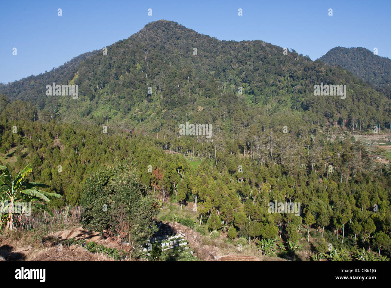 Landscape of a strawberry farming area on the island of Java in ...