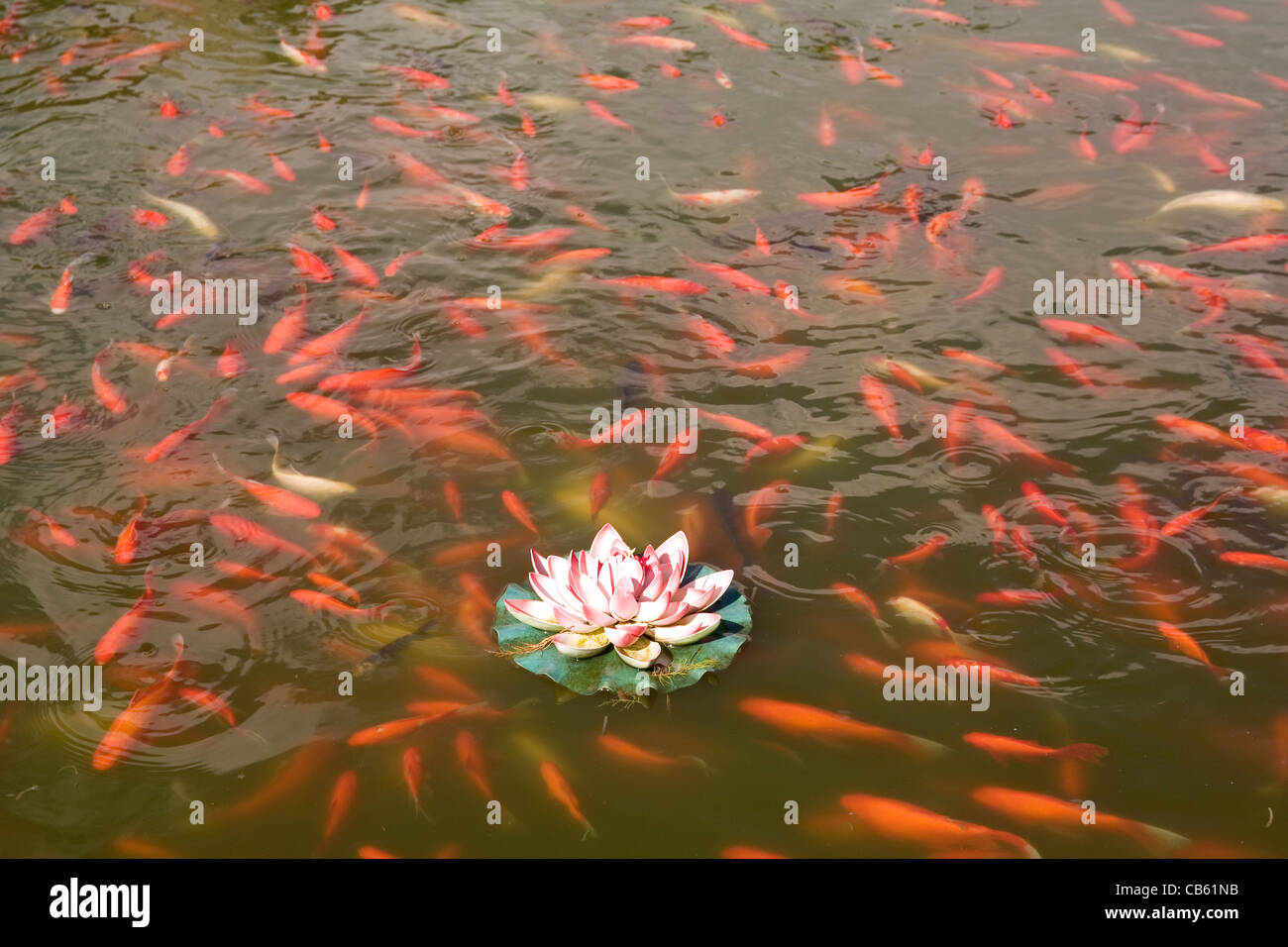 Goldfish pond hi-res stock photography and images - Alamy