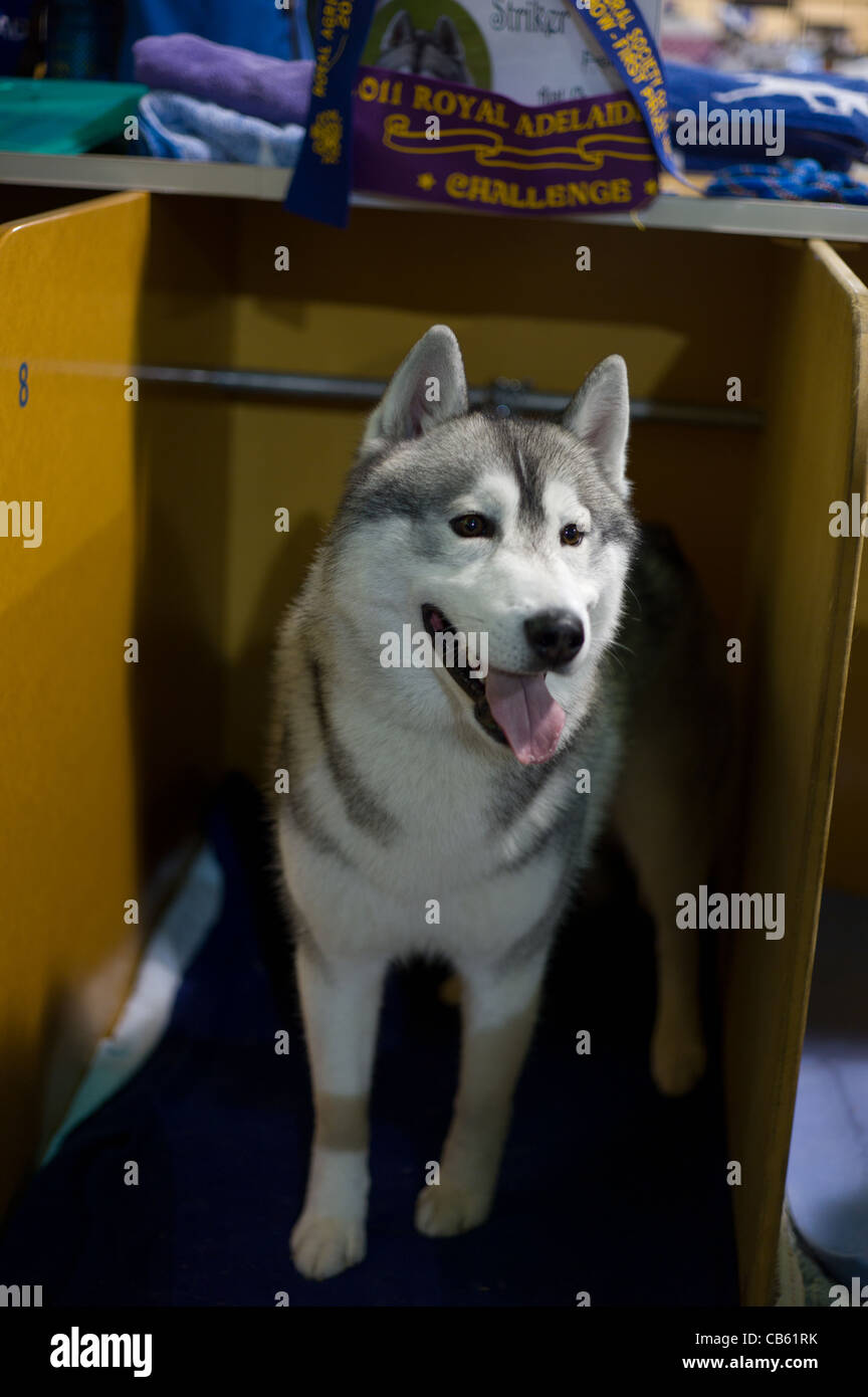 Siberian Husky Dog at Dog show in stall Dog Show Pure Breed Stock Photo ...