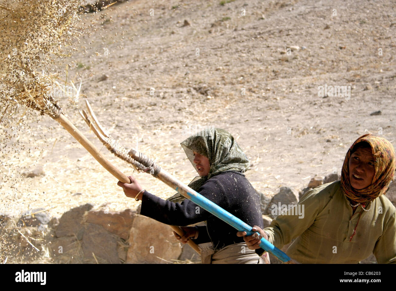 Sifting the chaff Stock Photo - Alamy