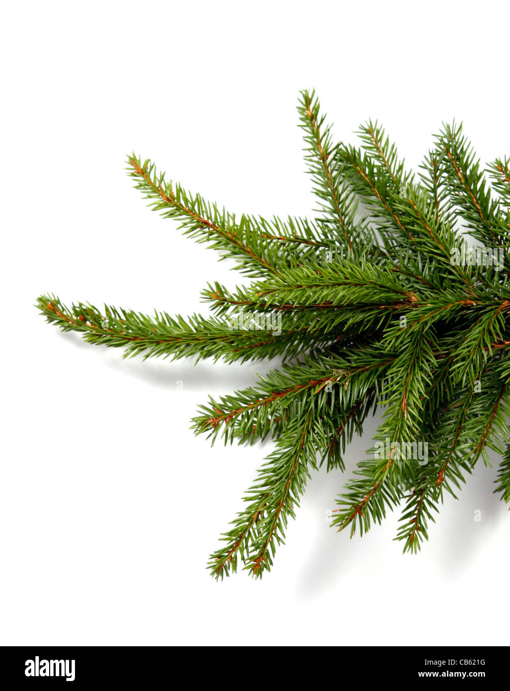 The big and thick twigs of the spruce Stock Photo - Alamy