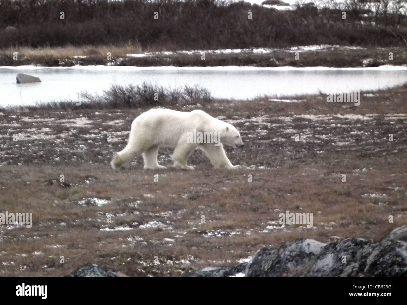 POLAR BEAR waiting for the ice to freeze over on Hudson Bay. Photo Tony ...