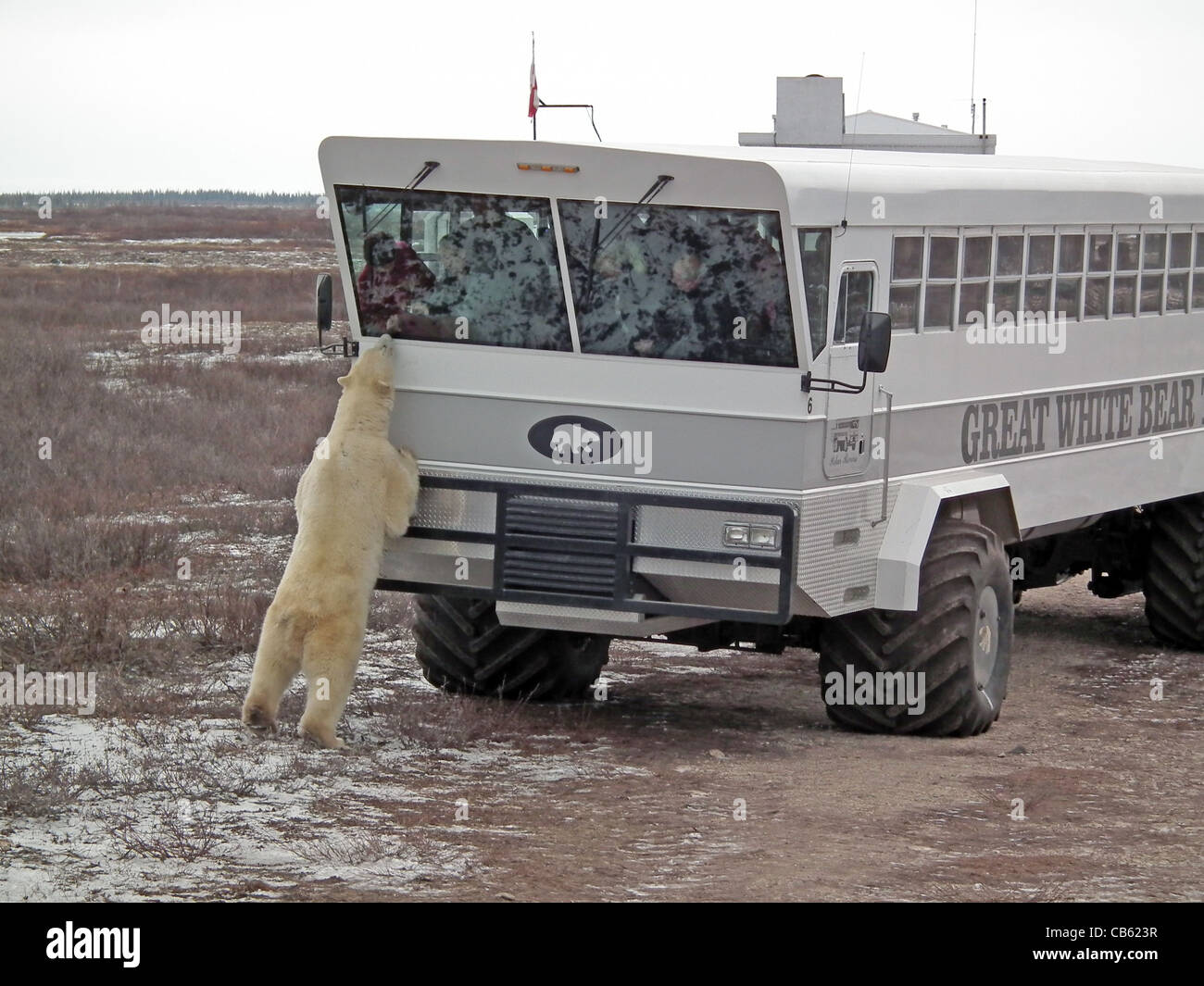 POLAR BEAR inspects one of the tundra buggies outside Churchill, Canada ...