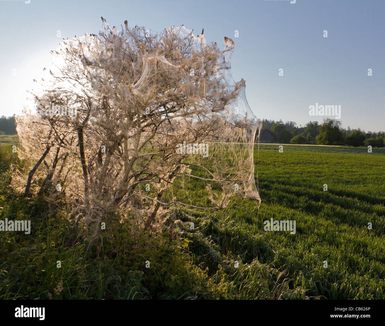 bush totally covered in a net spun by pest caterpillars Orchard Ermine ...