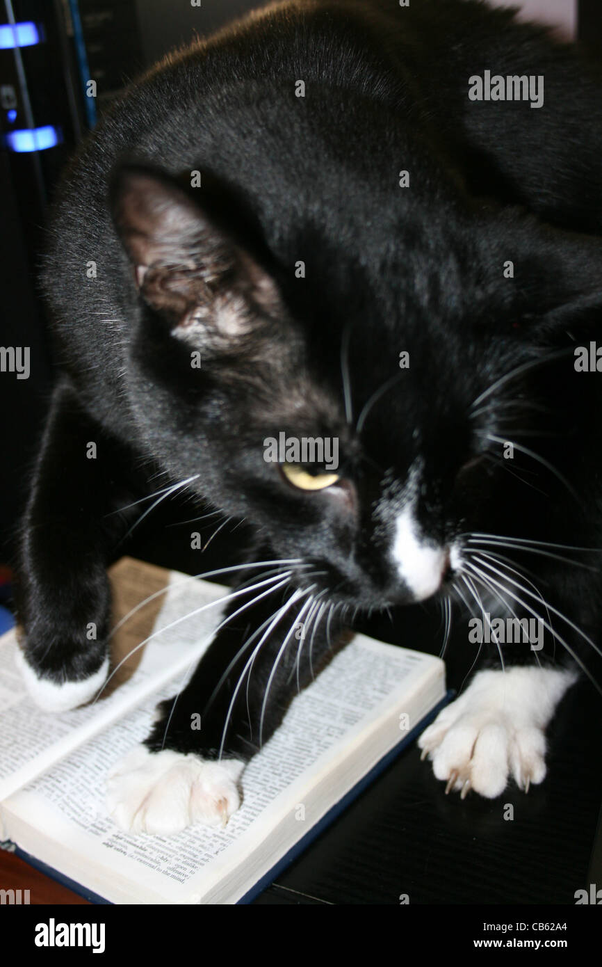 Claws big cat hi-res stock photography and images - Alamy