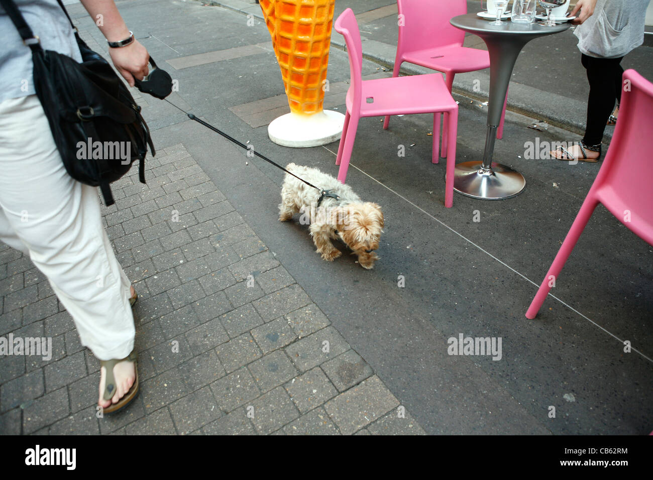 Paris dog walk hi-res stock photography and images - Alamy