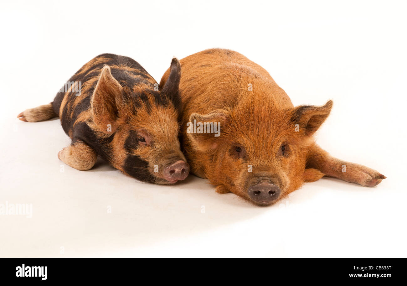 Two Kune Kune piglets lying on a white background Stock Photo - Alamy