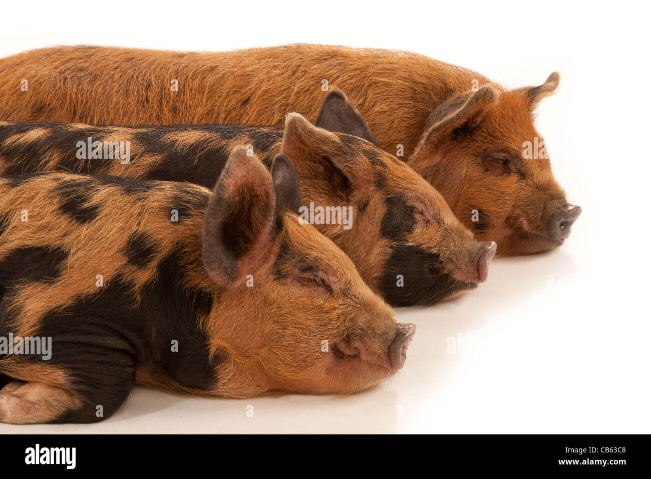Three Kune Kune micro piglets lying in a row on a white background ...