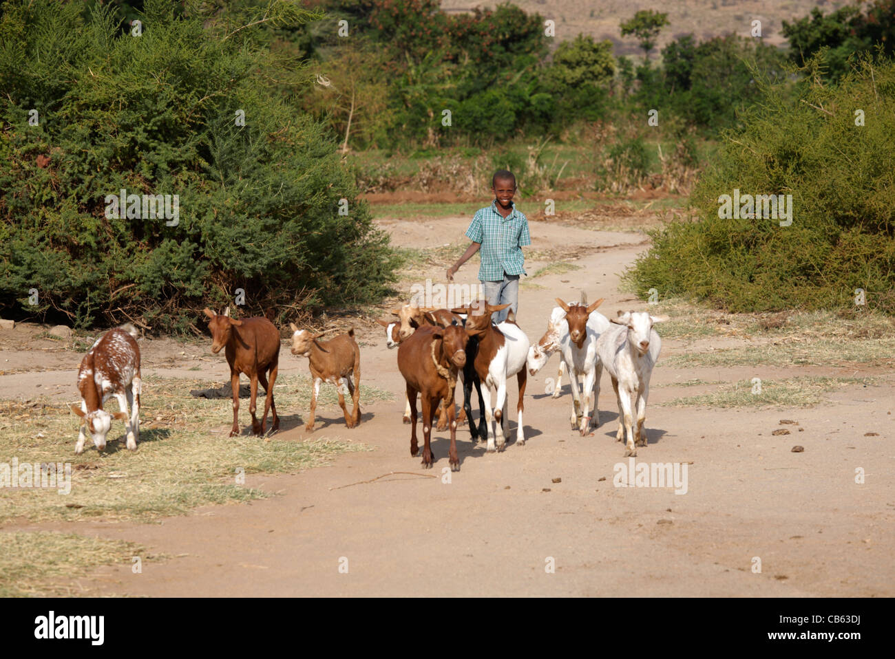 Goats flock at Eyasi lake, Tanzania Stock Photo - Alamy