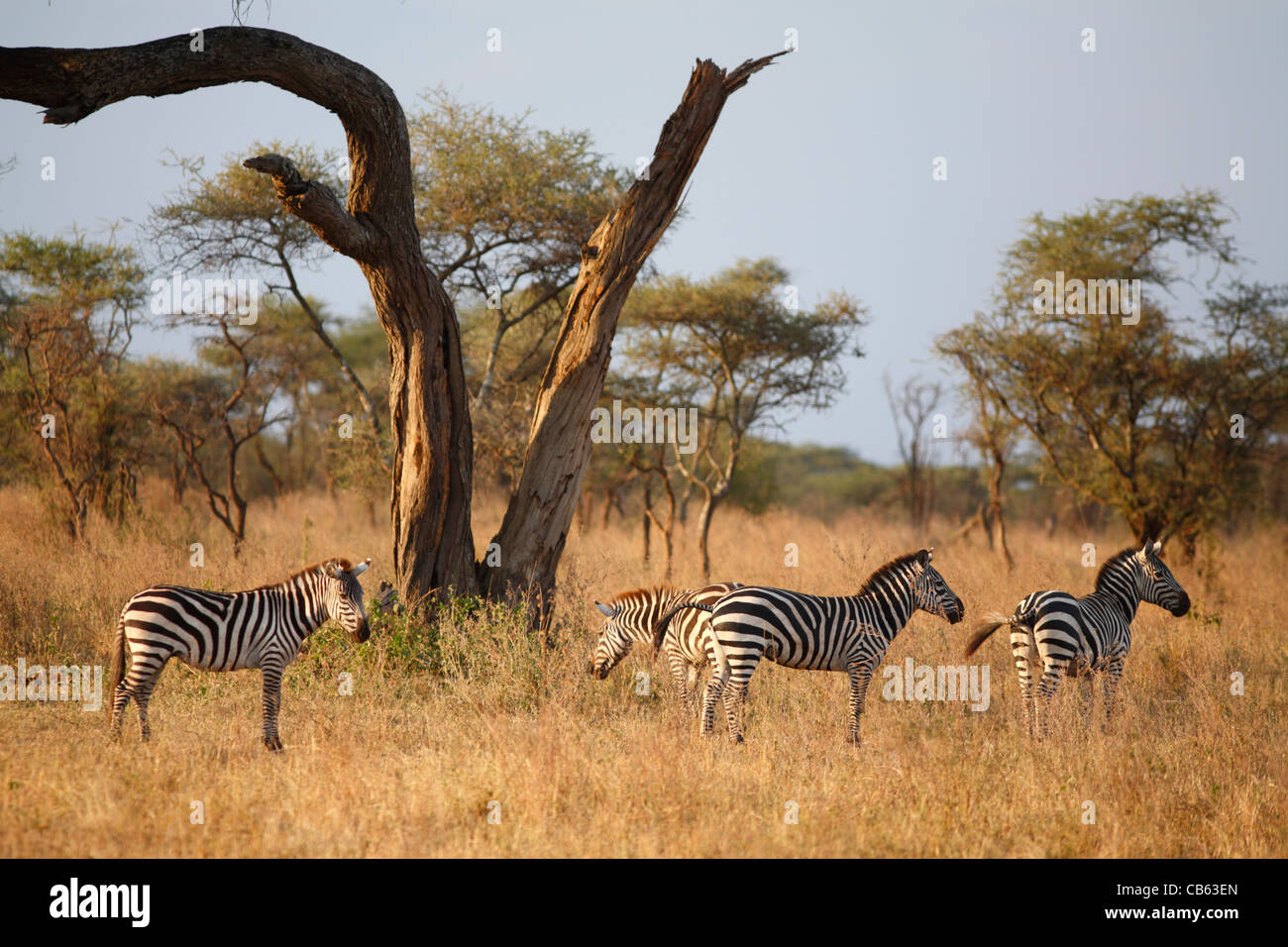 Zebra tanzania selous hi-res stock photography and images - Alamy