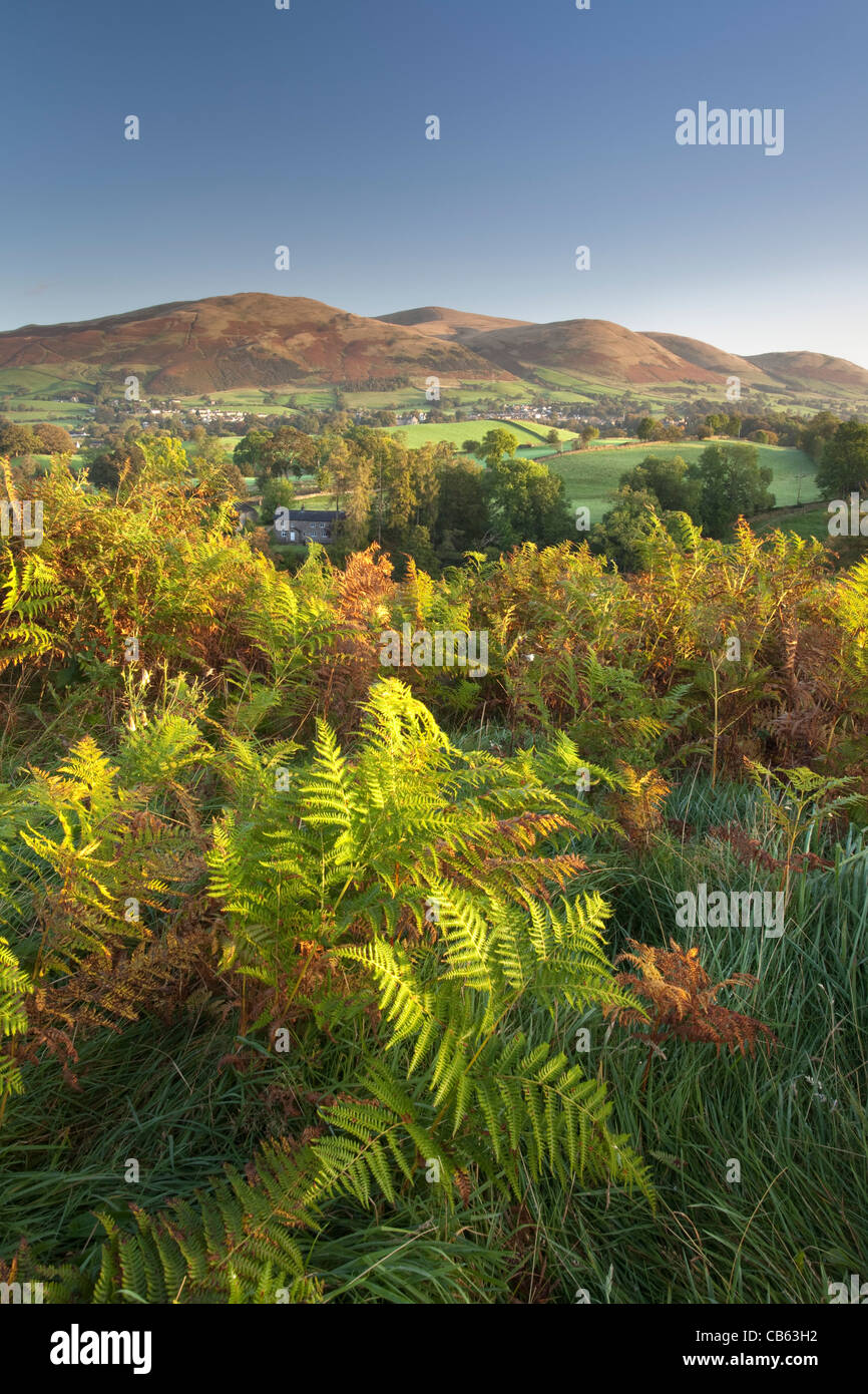 Bracken and The Howgill Fells at Catholes Farm, Sedbergh, Cumbria Stock ...