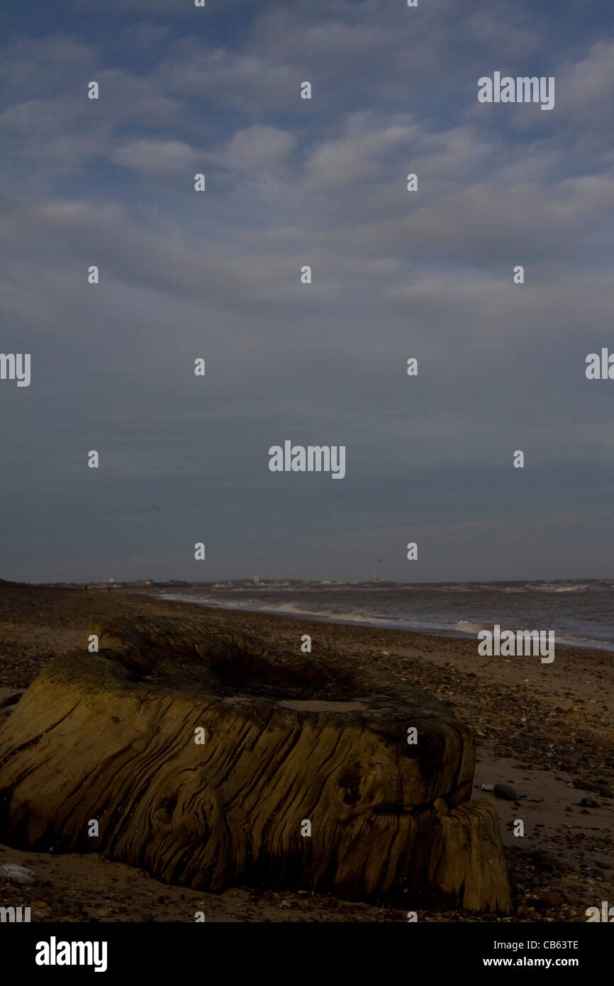 Old washed up tree on beach hi-res stock photography and images - Alamy
