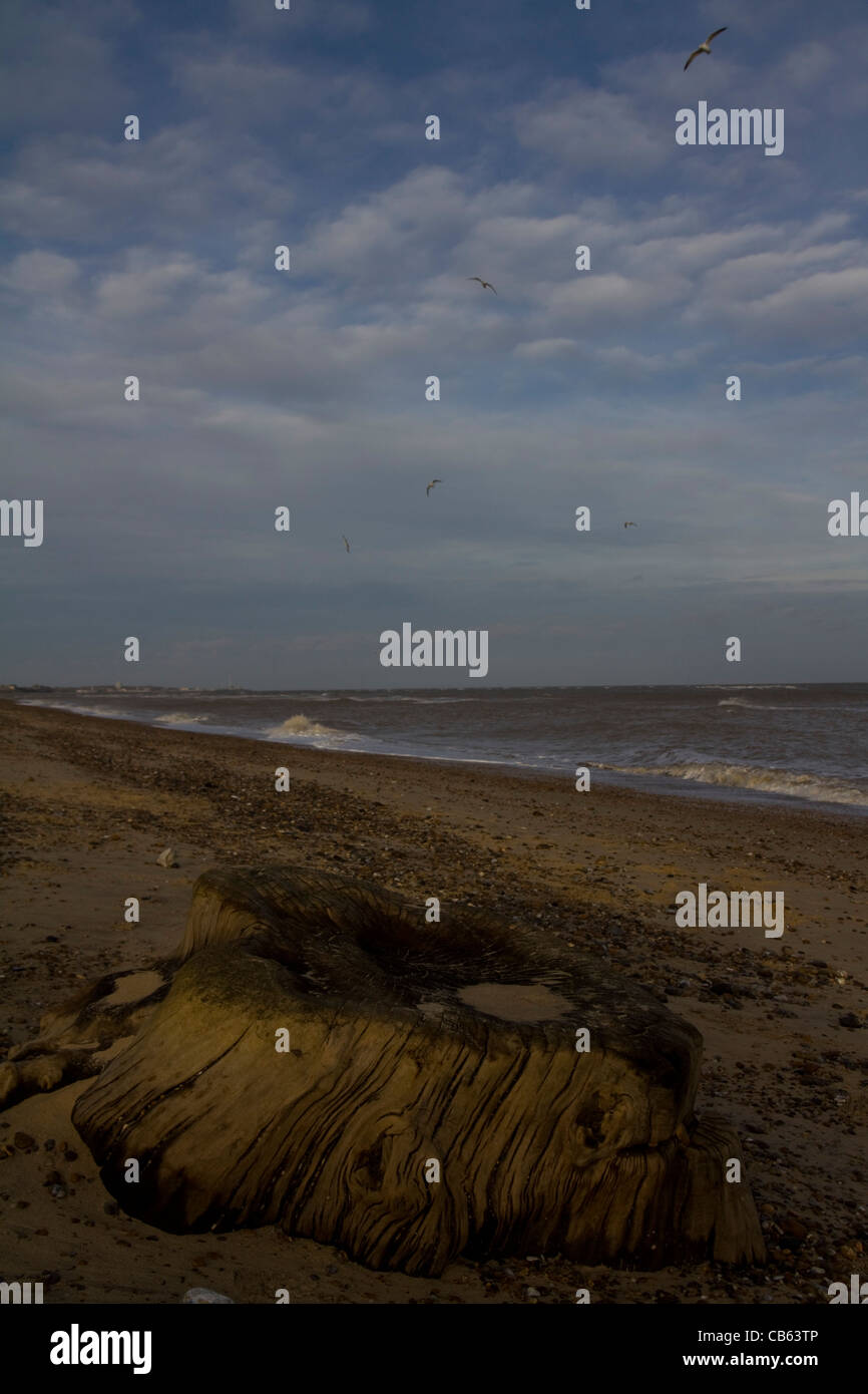 Gnarled beach stump hi-res stock photography and images - Alamy