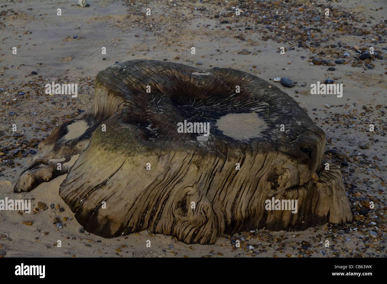 Gnarled beach stump hi-res stock photography and images - Alamy