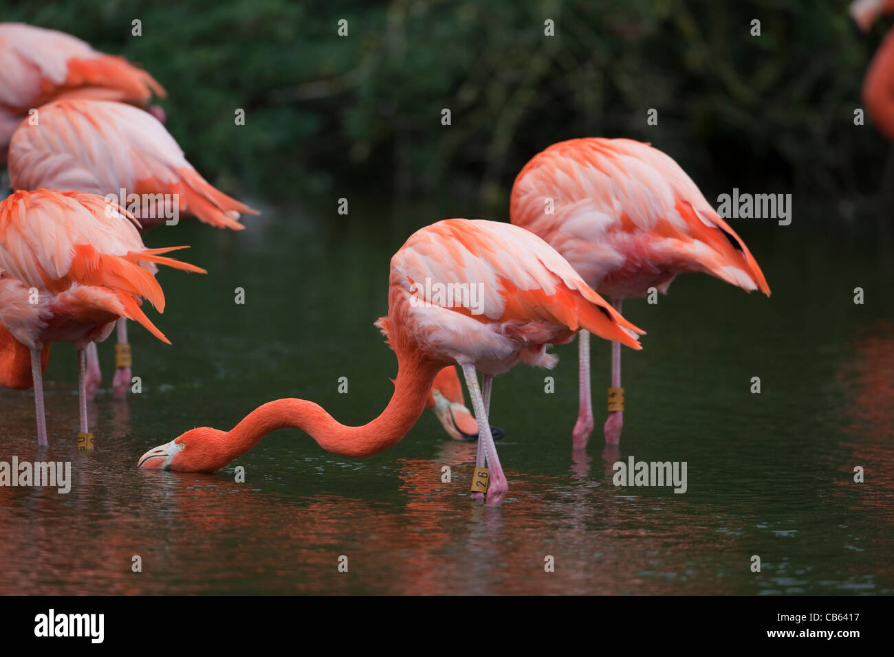 Flamingo stretching hi-res stock photography and images - Alamy