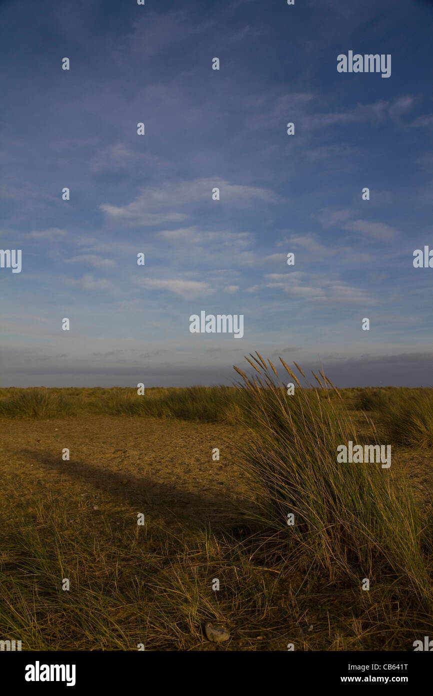 Marram grass blowing in the wind casts a long, late afternoon shadow ...