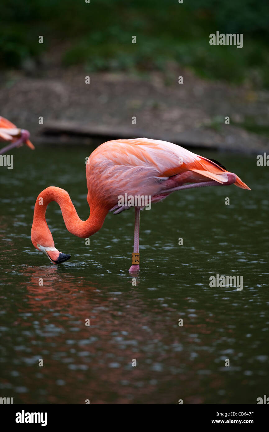 Flamingo on one leg hi-res stock photography and images - Alamy