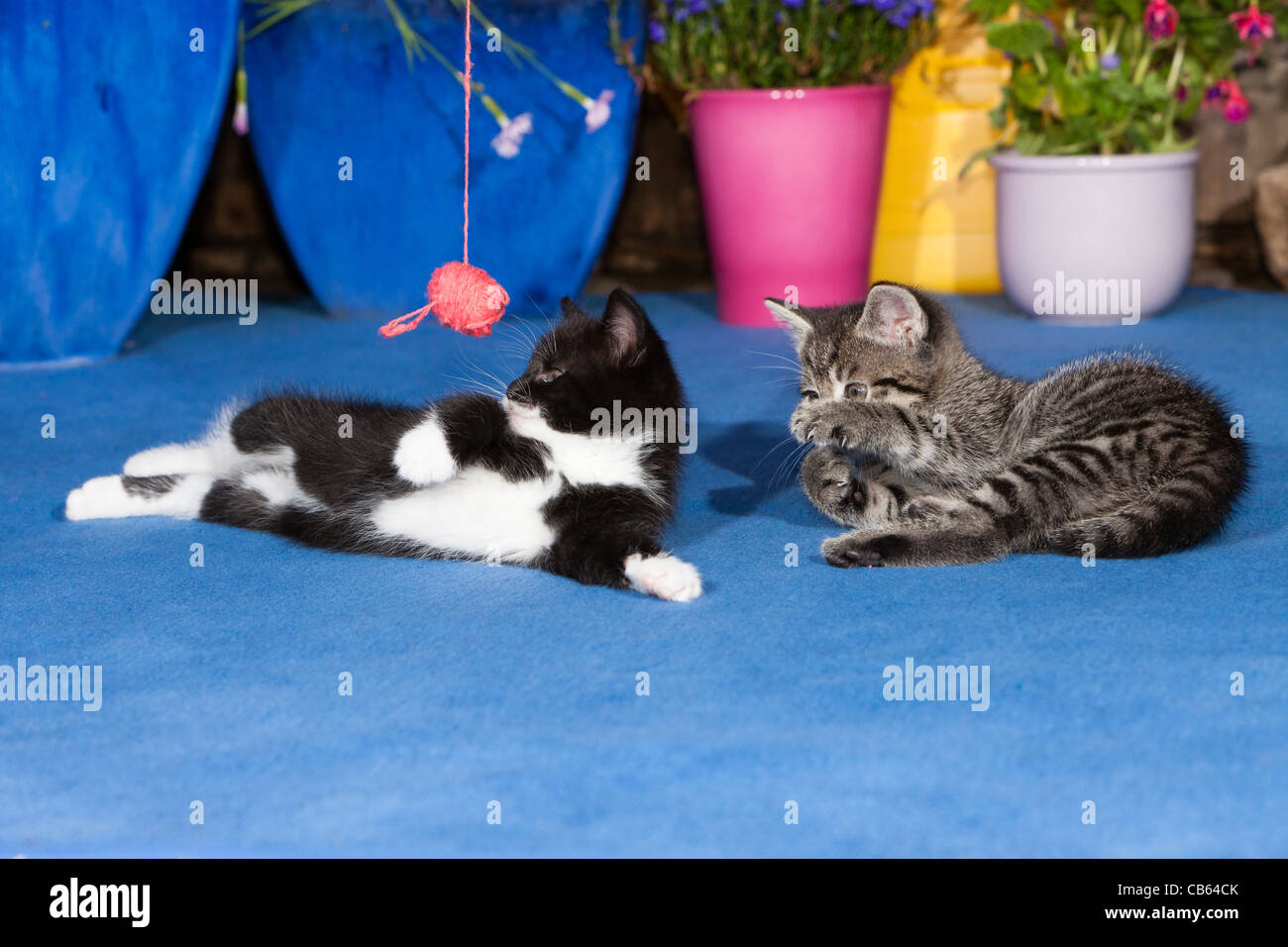 Two kittens playing with wool hi-res stock photography and images - Alamy