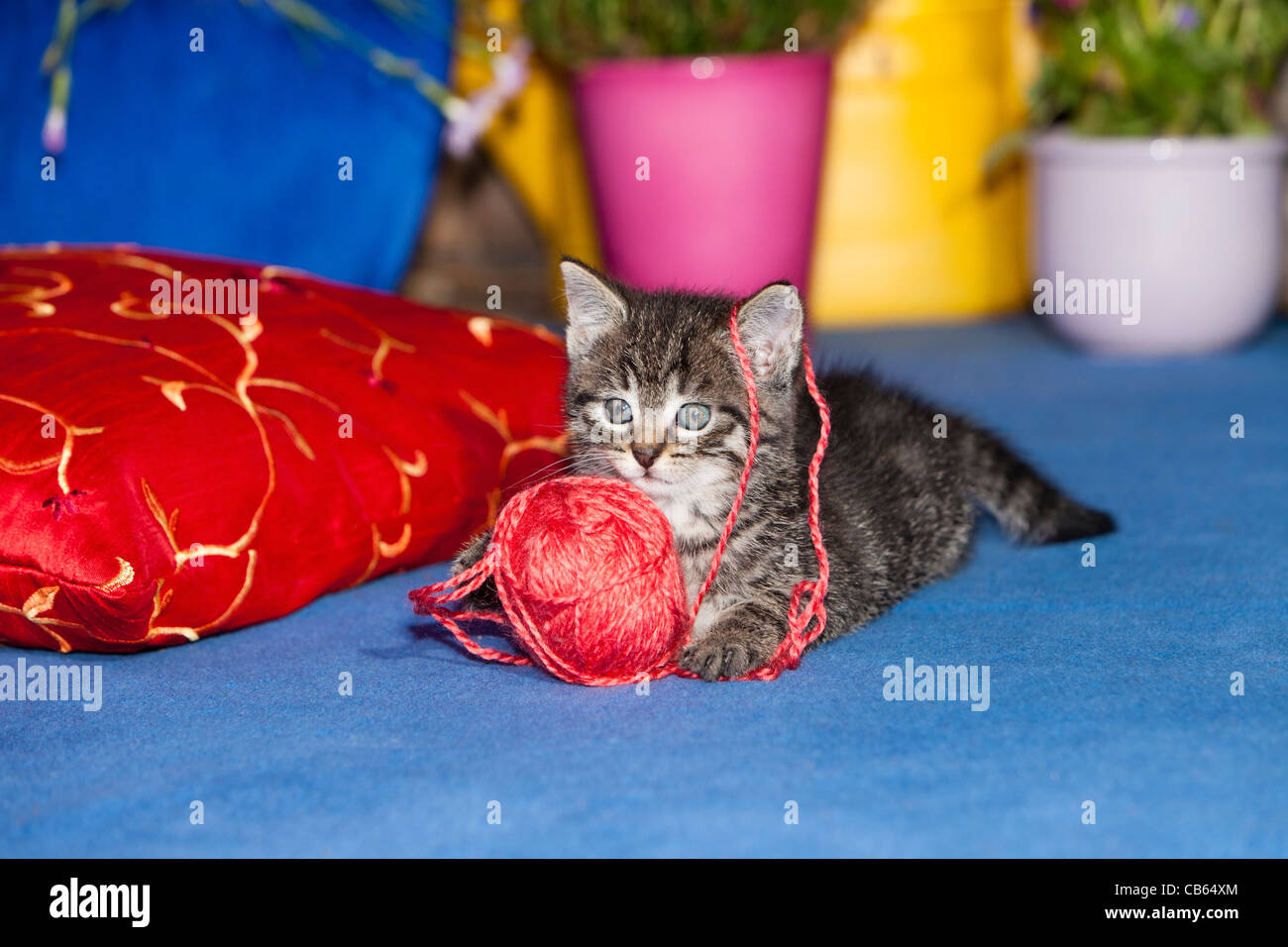 Kitten playing wool ball hi-res stock photography and images - Alamy