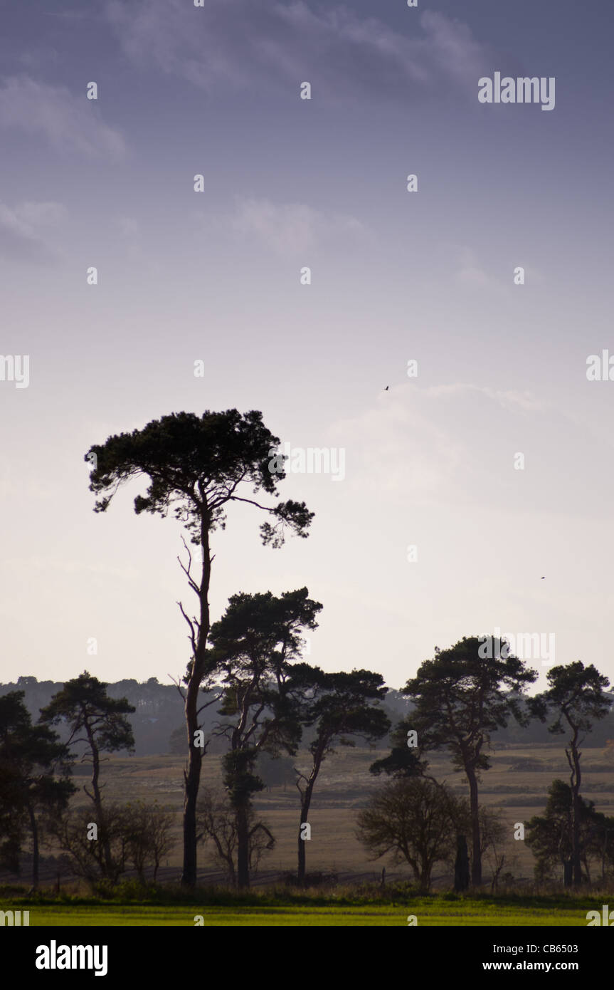 Breckland with Scots Pines trees Pinus sylvestris Breckland. Icklingham ...