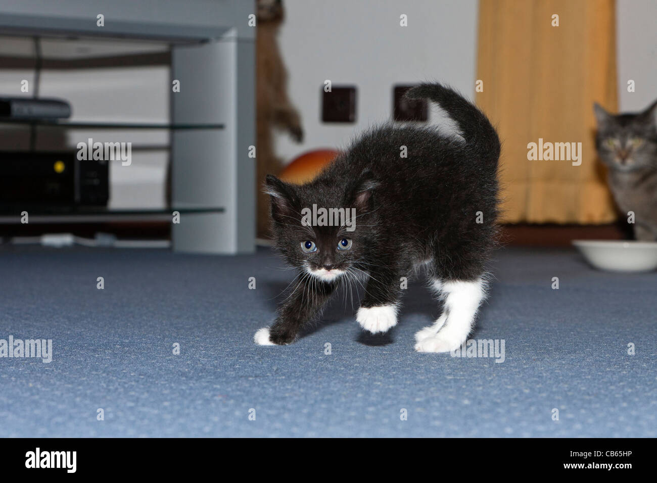 Domestic cat arching its back hi-res stock photography and images - Alamy