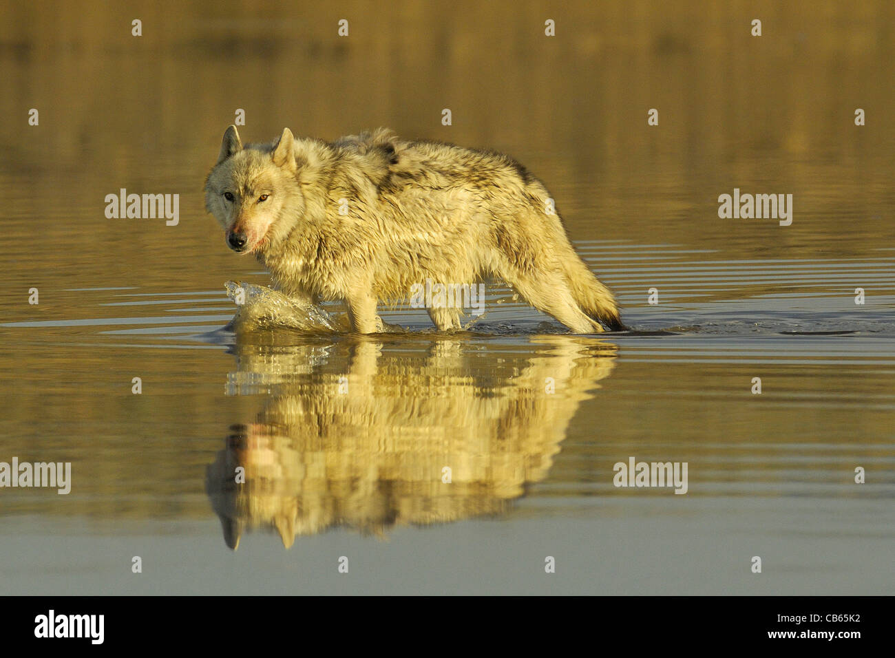 Wolf yellowstone river hi-res stock photography and images - Alamy