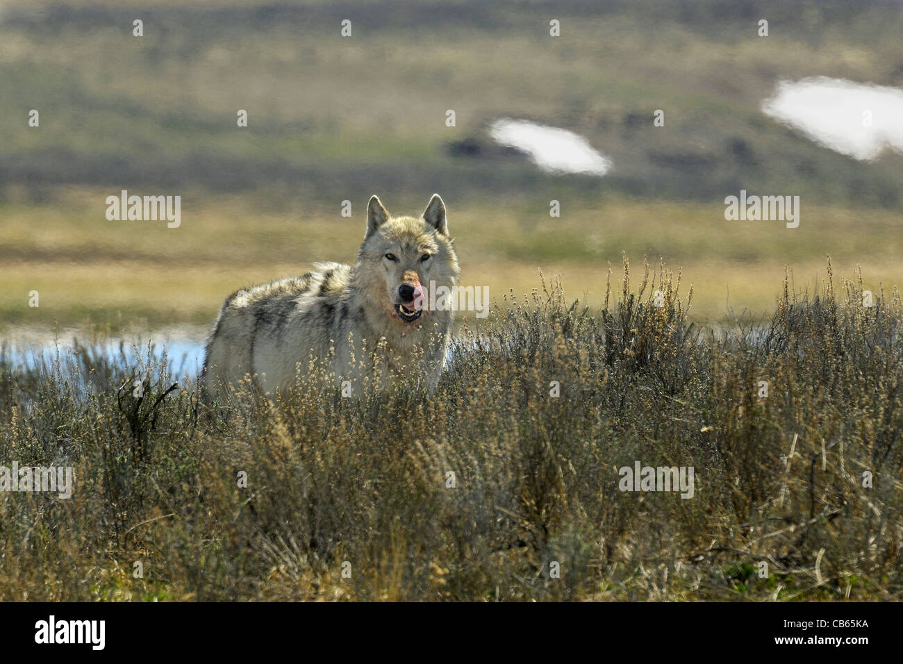 Gray Wolf Staring into the Camera Stock Photo - Alamy