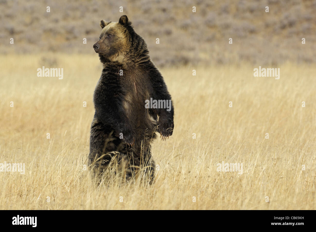 Beautiful Standing and Turning Grizzly Bear Stock Photo - Alamy