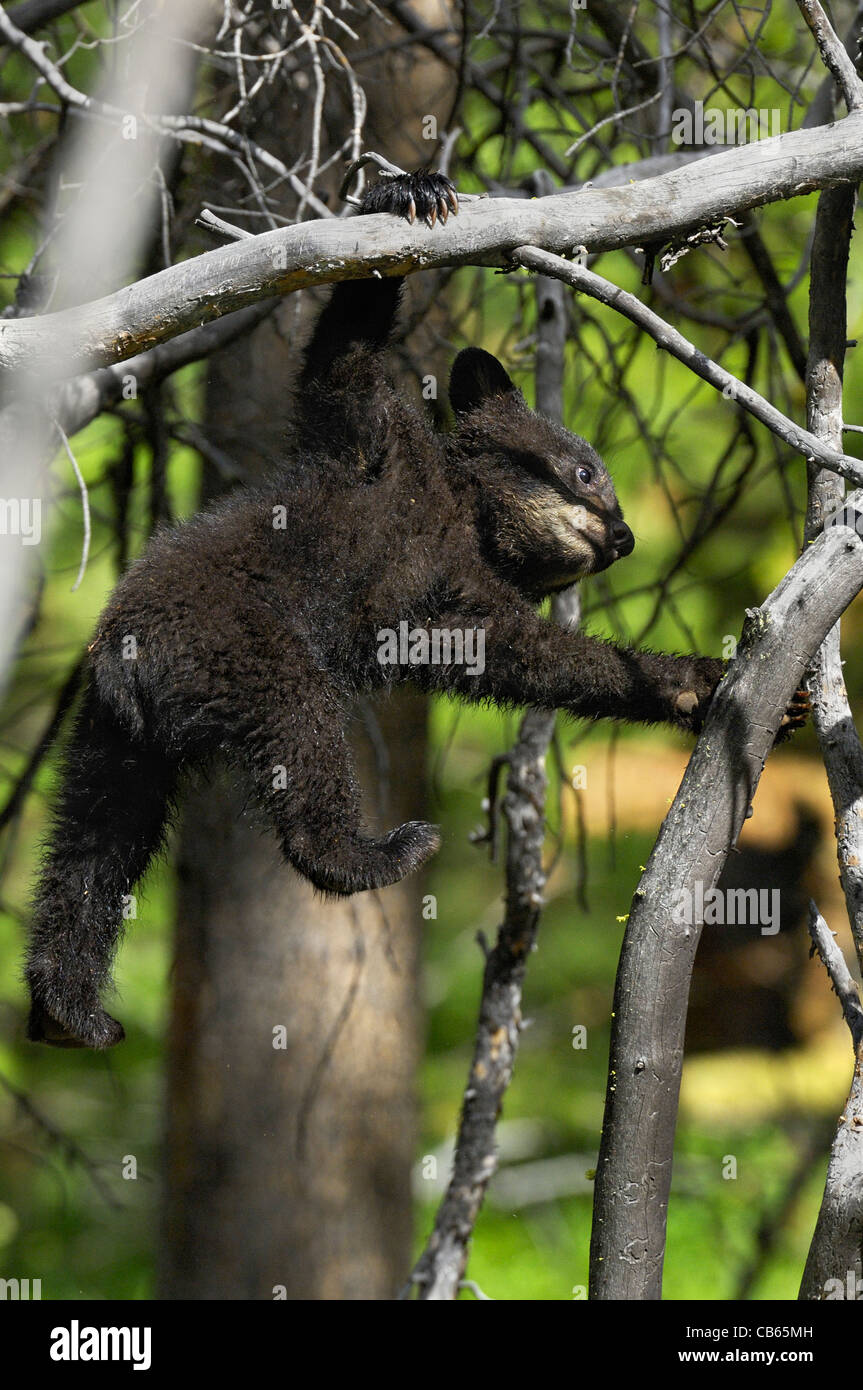 Amazing gymnast hi-res stock photography and images - Alamy