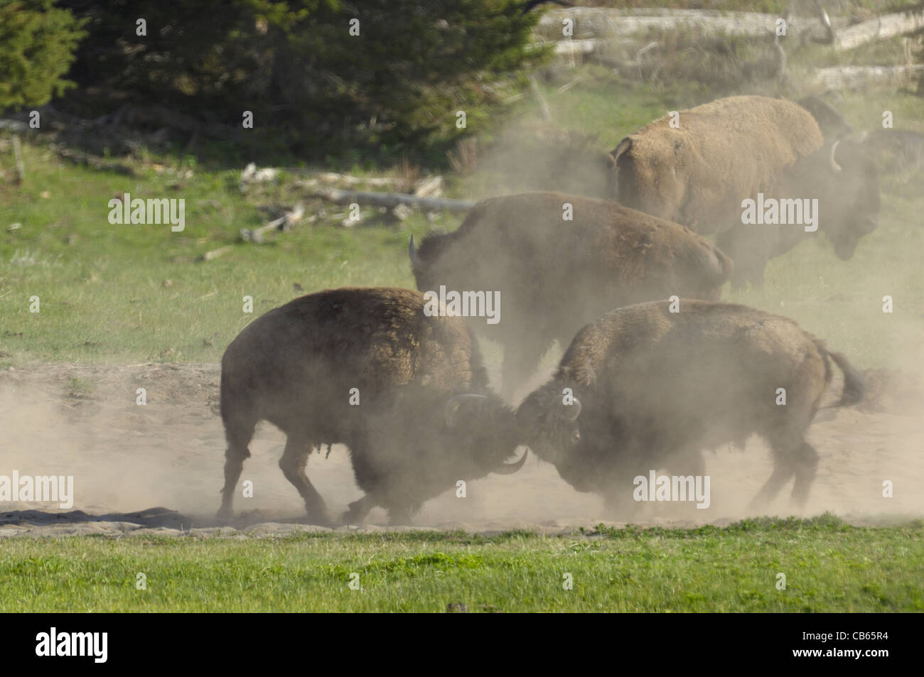 Buffalo Bull Fight Stock Photo - Alamy