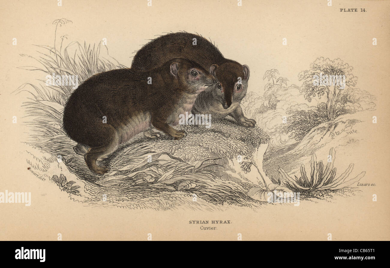 Syrian hyrax, Procavia capensis Stock Photo - Alamy