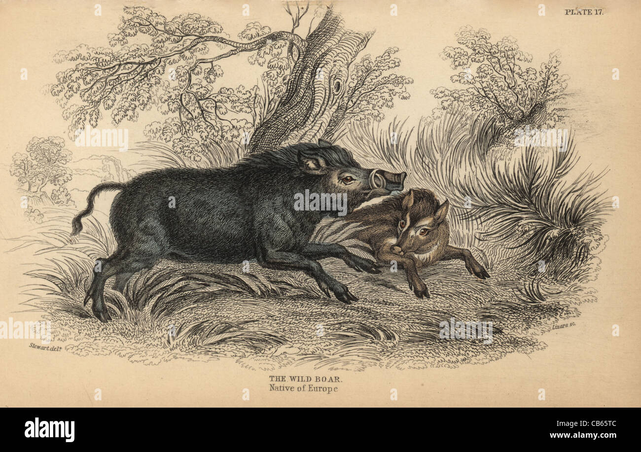 Boar drawing hi-res stock photography and images - Alamy