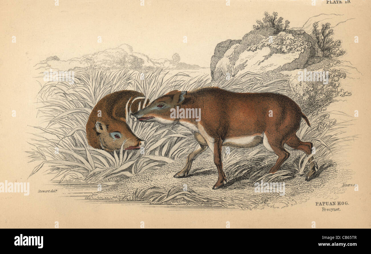 Sus papuensis hi-res stock photography and images - Alamy