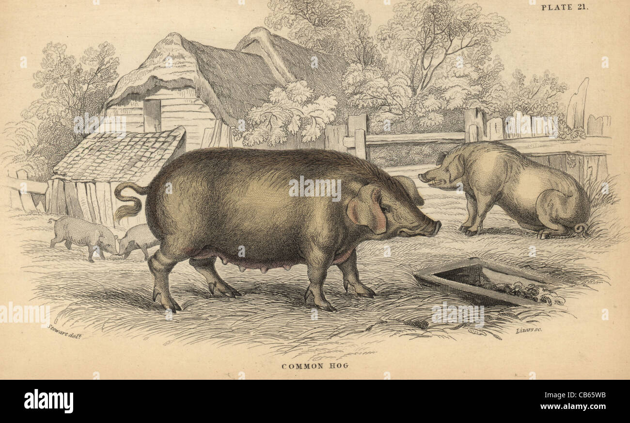 Common hog, Sus domestica, in pigsty Stock Photo - Alamy