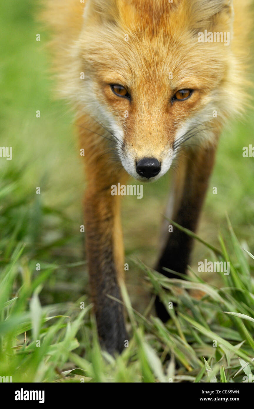 Red Fox close-up Stock Photo - Alamy