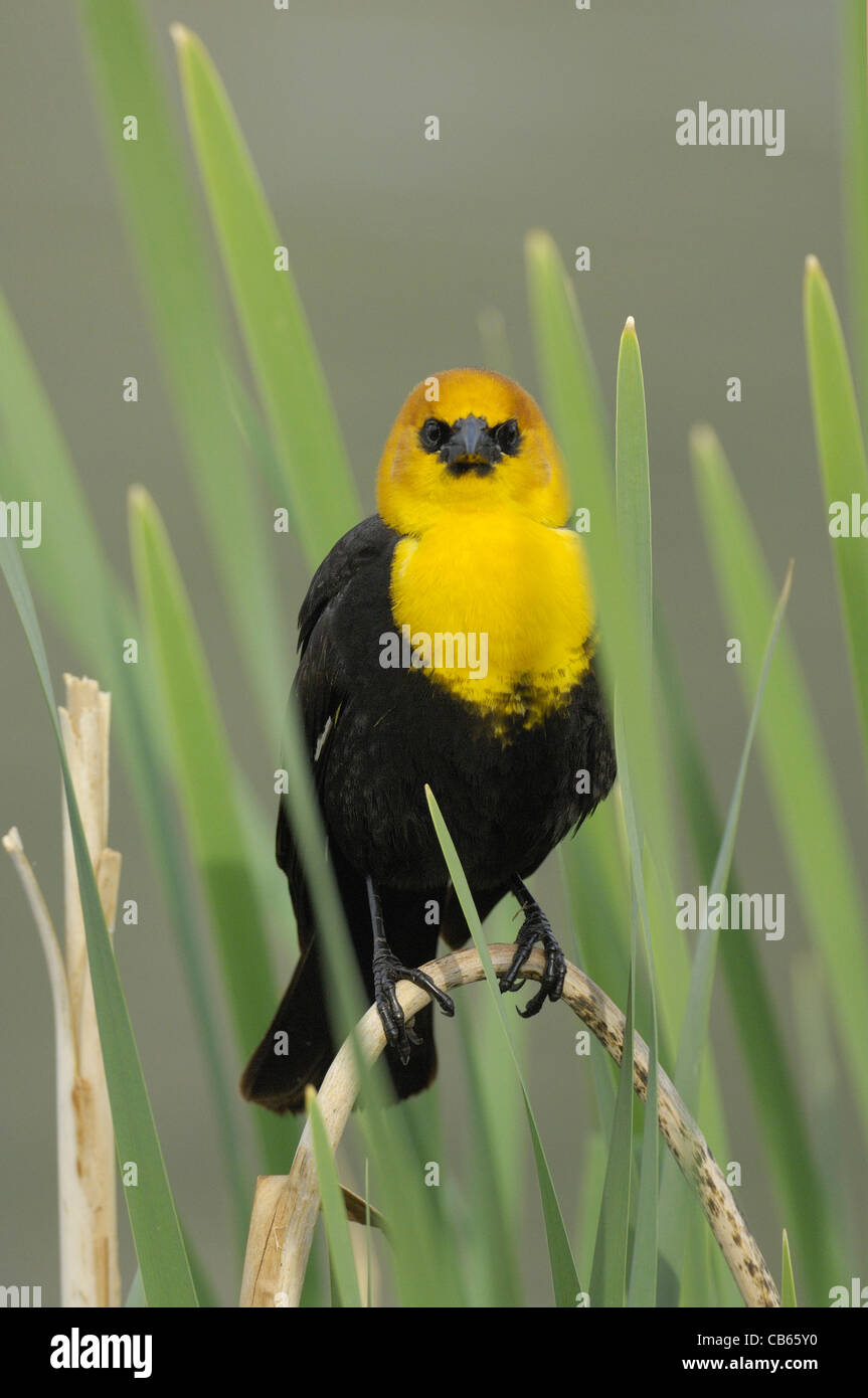 Bird portrait yellow headed hi-res stock photography and images - Alamy