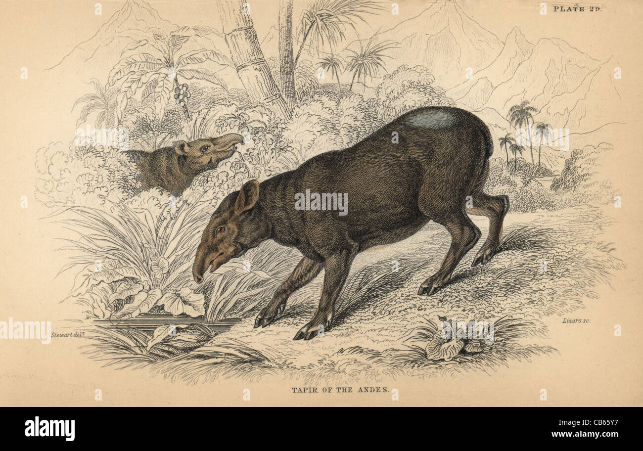 Tapir of the Andes, South American or Brazilian tapir, Tapirus ...