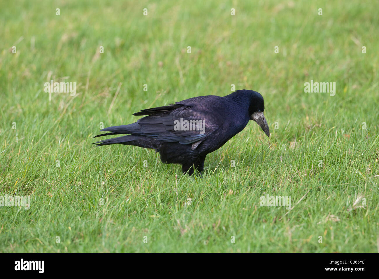 Rook feeding hi-res stock photography and images - Alamy