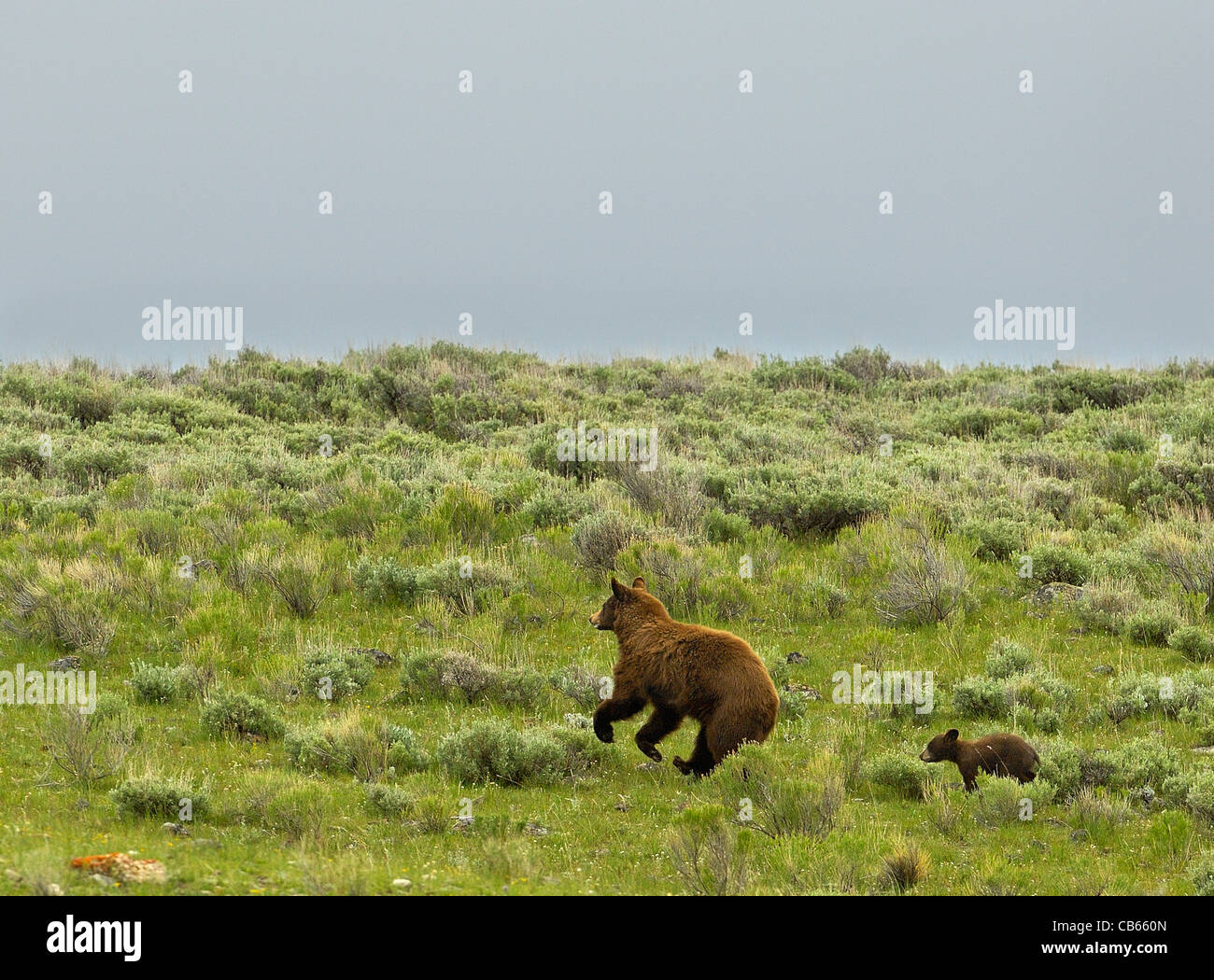 Black Bear Running High Resolution Stock Photography and Images - Alamy