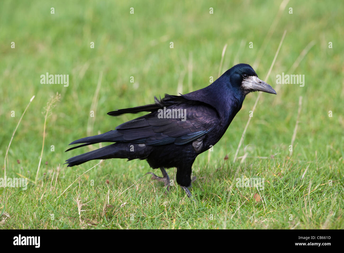 Rook (Corvus frugilegus). Walking and foraging amongst a grassland ...