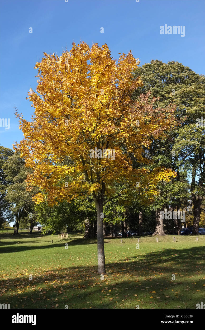 Maple tree in Autumn foliage Stock Photo - Alamy