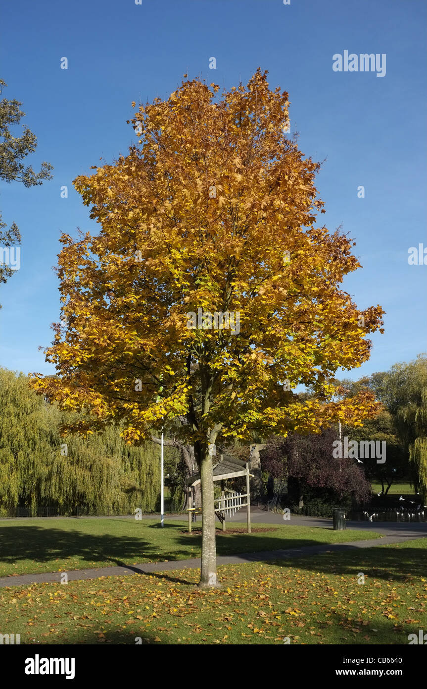 Maple tree in Autumn foliage Stock Photo - Alamy