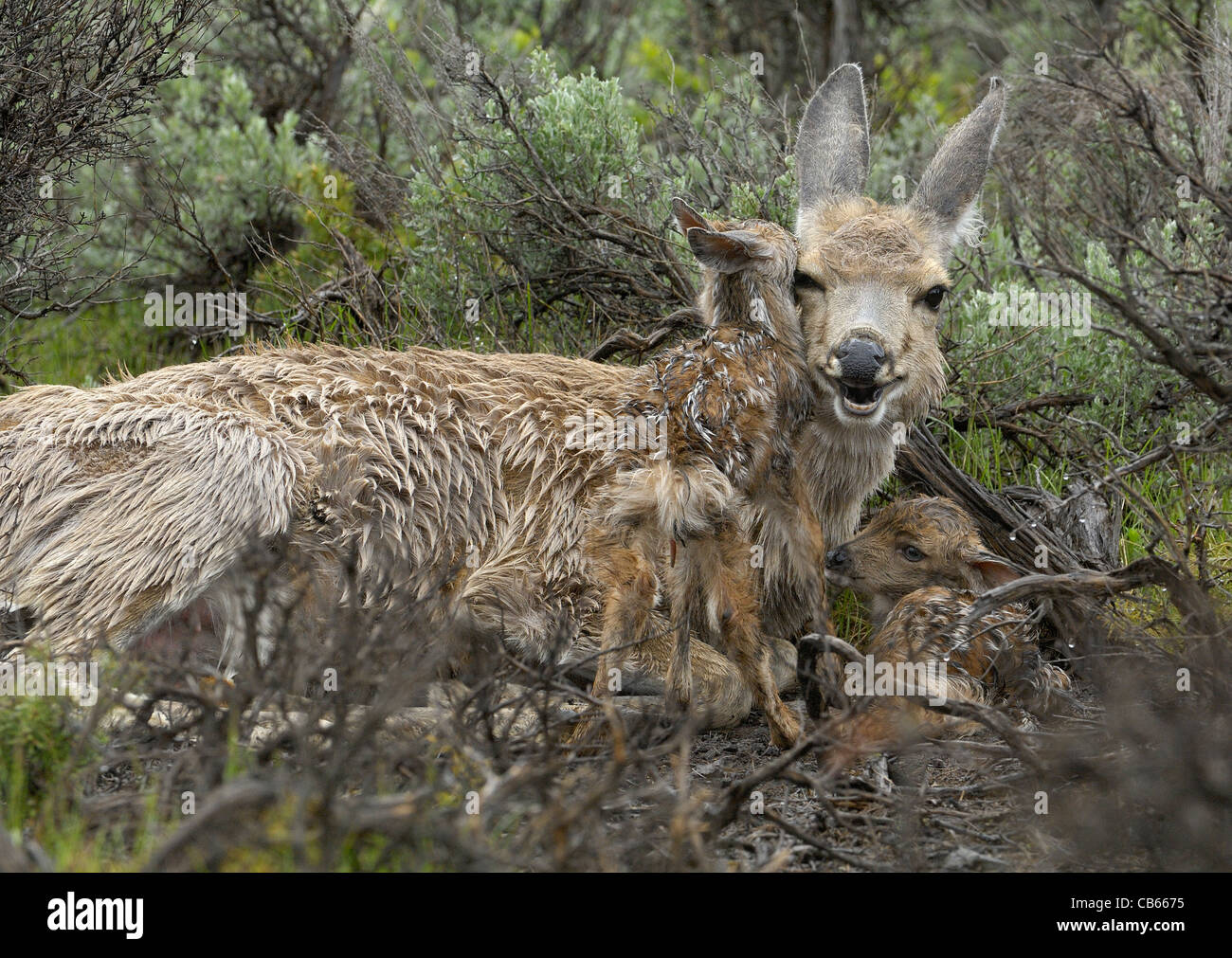 Happy wild animals in hi-res stock photography and images - Alamy