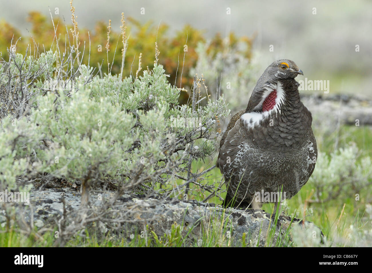 Dusky Grouse posing in the sage country of Yellowstone National Park ...