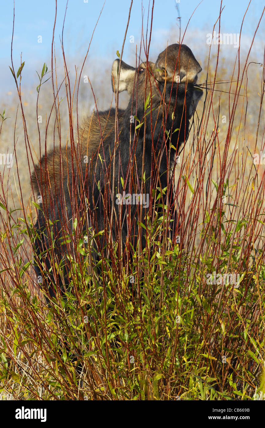 Cow moose and willows hi-res stock photography and images - Alamy