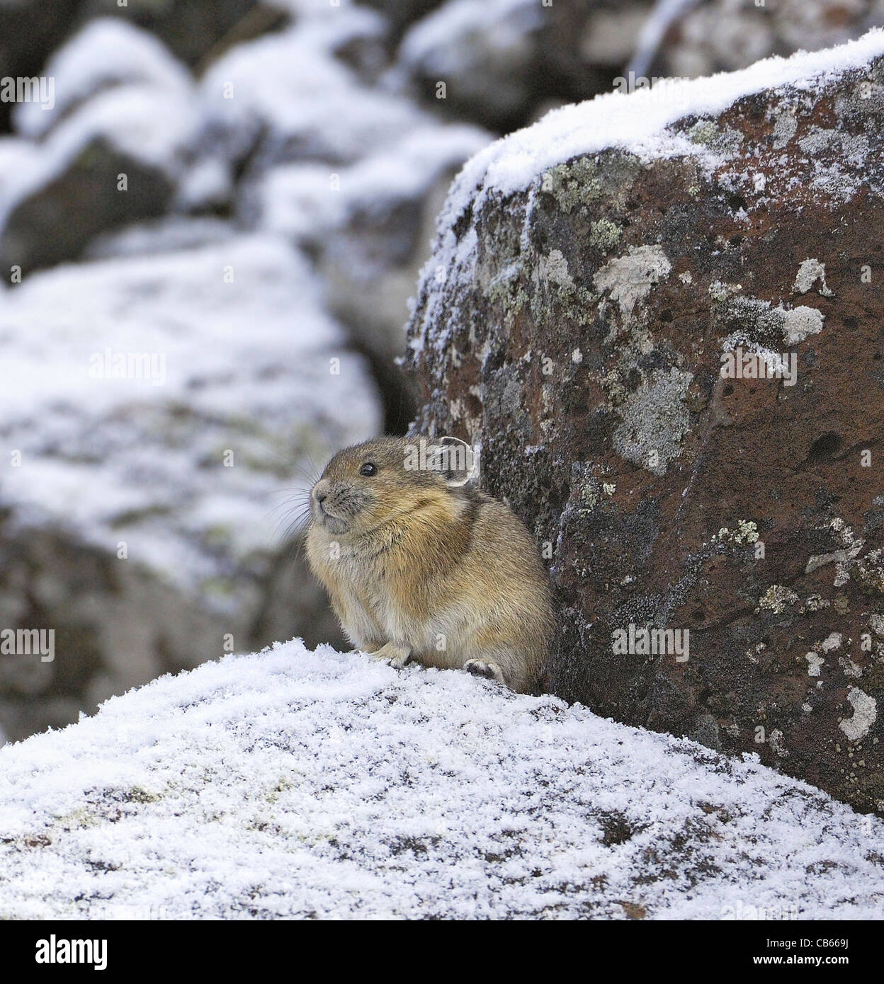 Rock pika hi-res stock photography and images - Alamy
